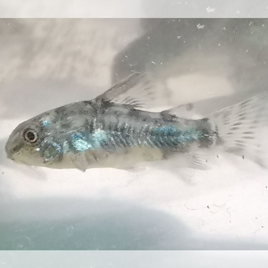 Сомики коридорасы