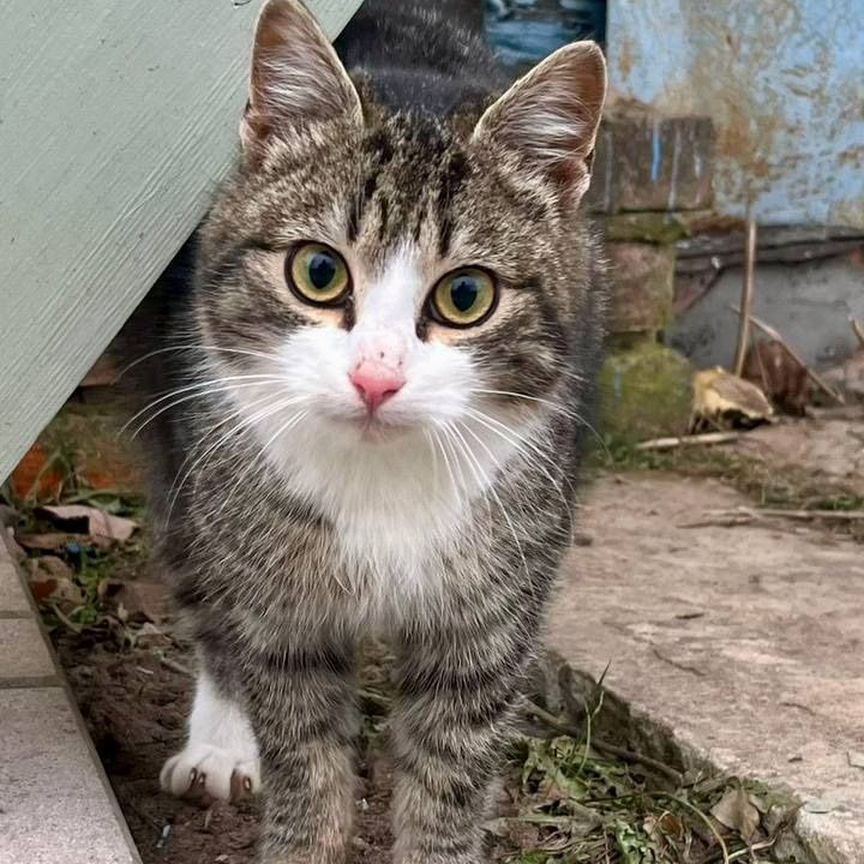 Котенок Джордж хочет домой