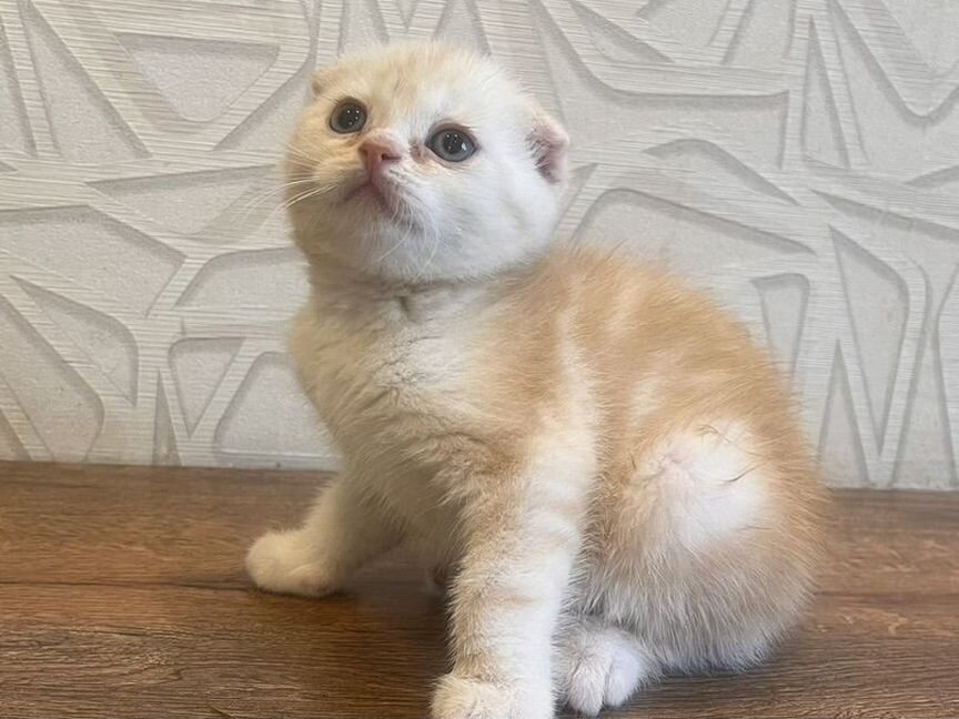 Шотландский вислоухий котенок