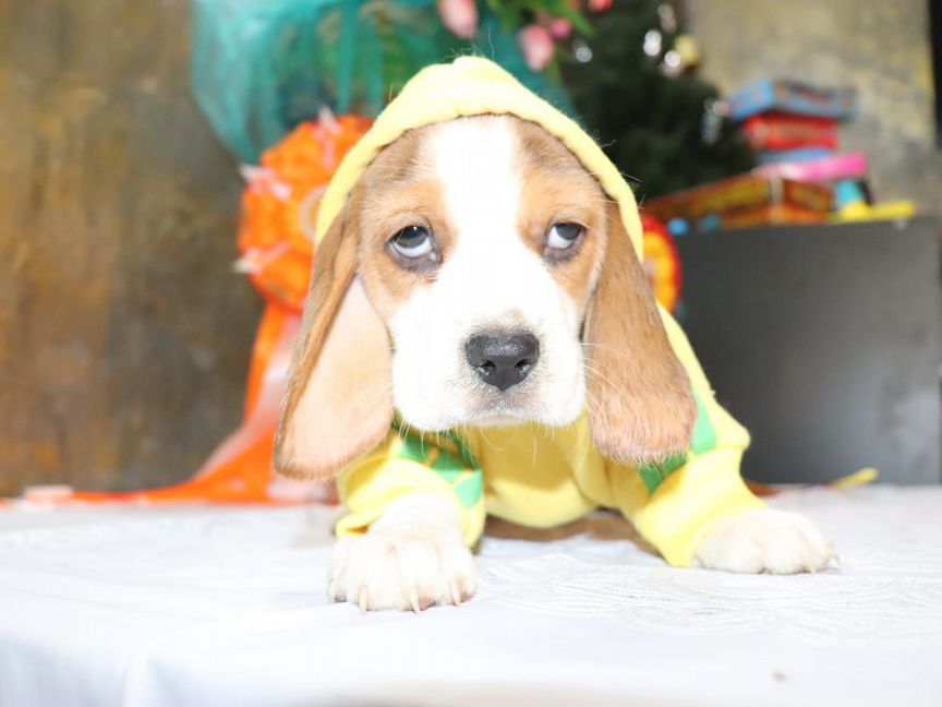 Бигль малыши