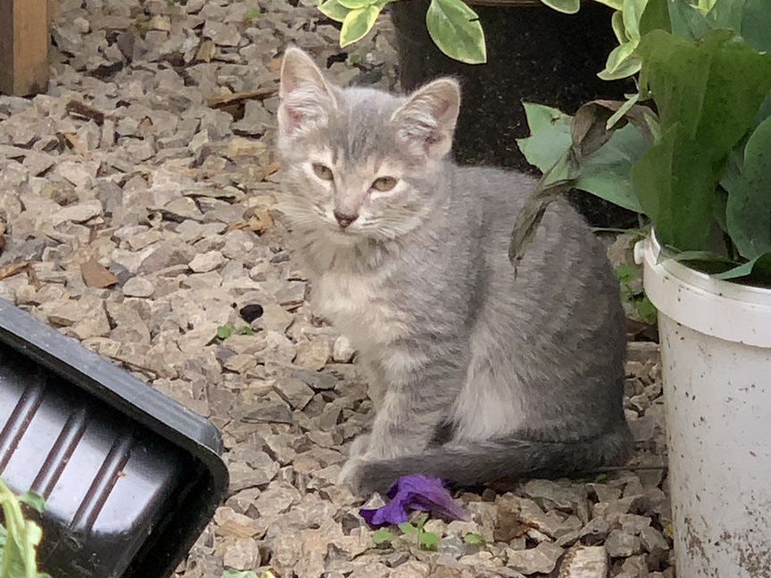 Котенок/кошечка