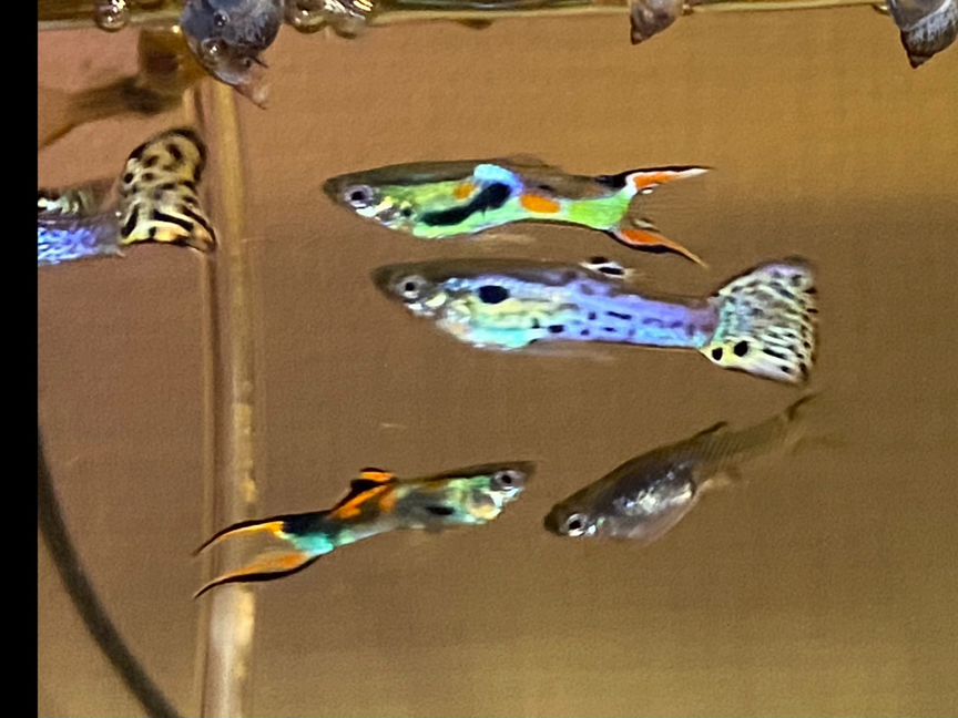 Рыбки гуппи бесплатно