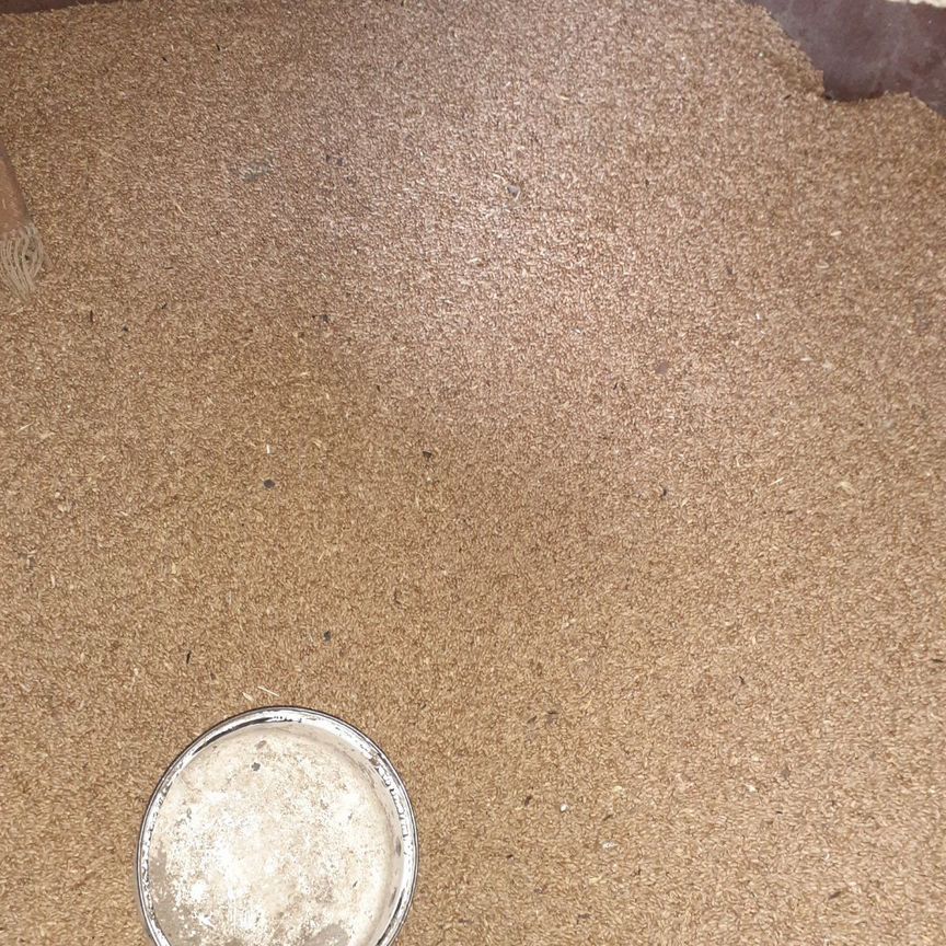 Семеная пшеница