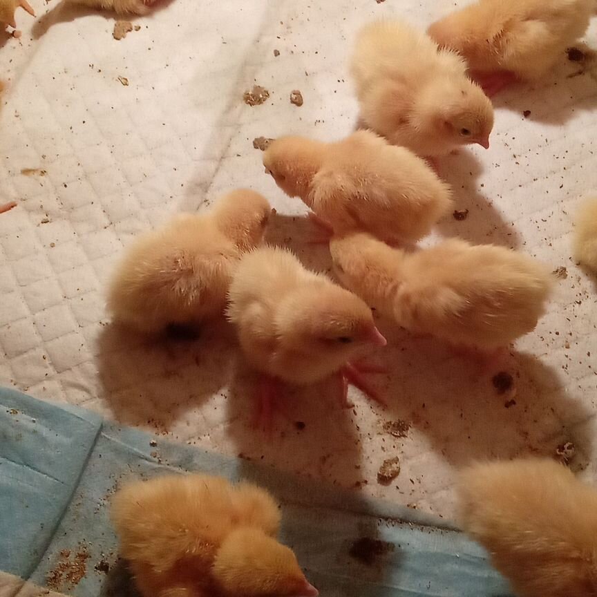 Перепелка тихас утяжеленный