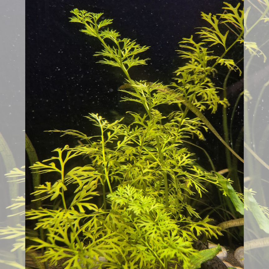 Аквариумные растения