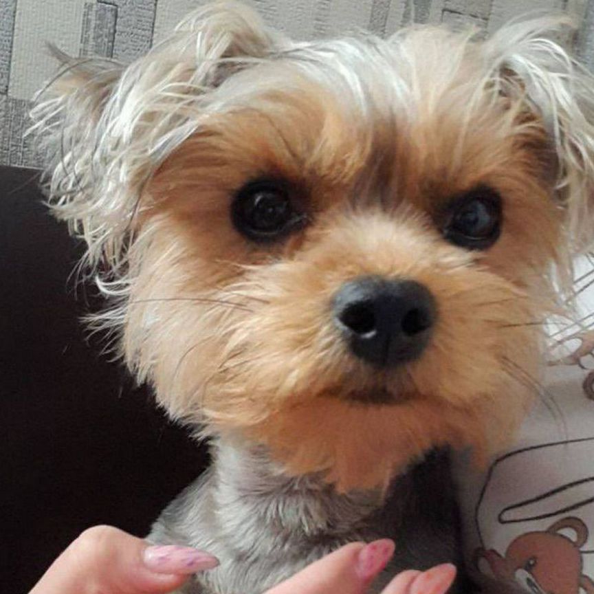 Йоркширский терьер, щенок