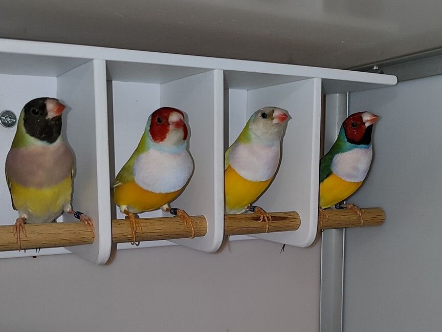 Амадины Гульда