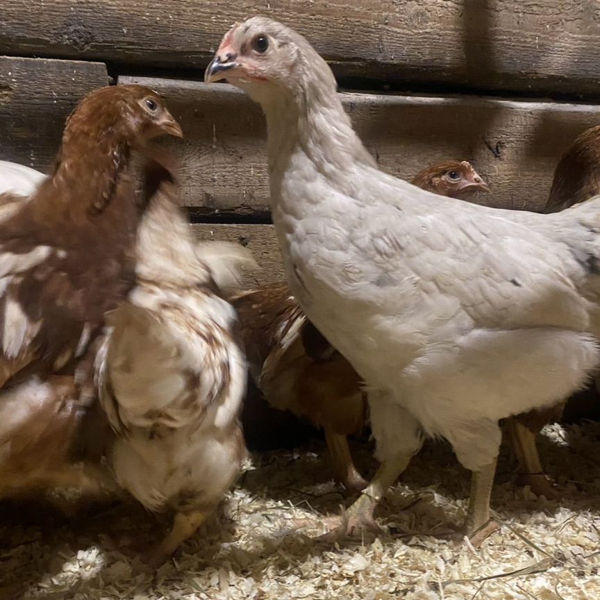 Куры молодки домашние