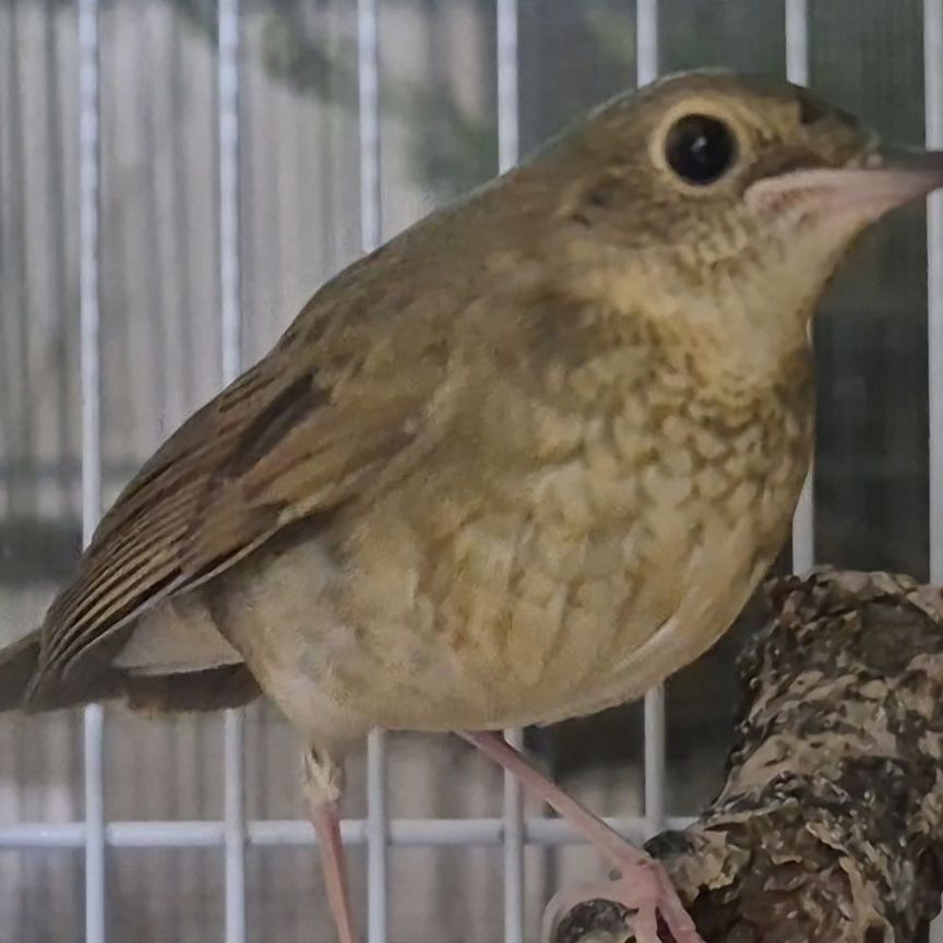 Синий соловей, самка, первогодок