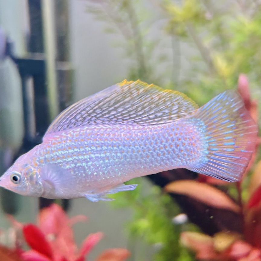 Моллинезия Велифера и Лира подростки