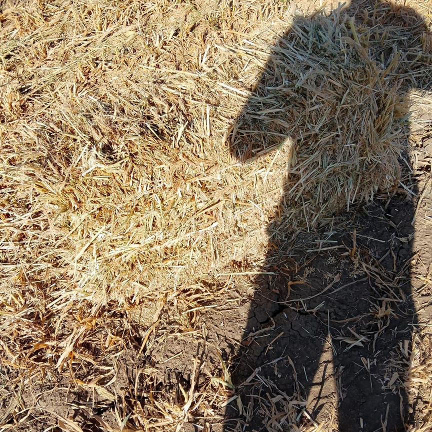 Солома в тюках