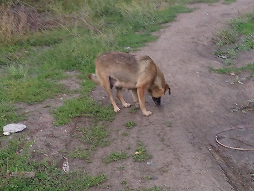 Собака в добрые руки