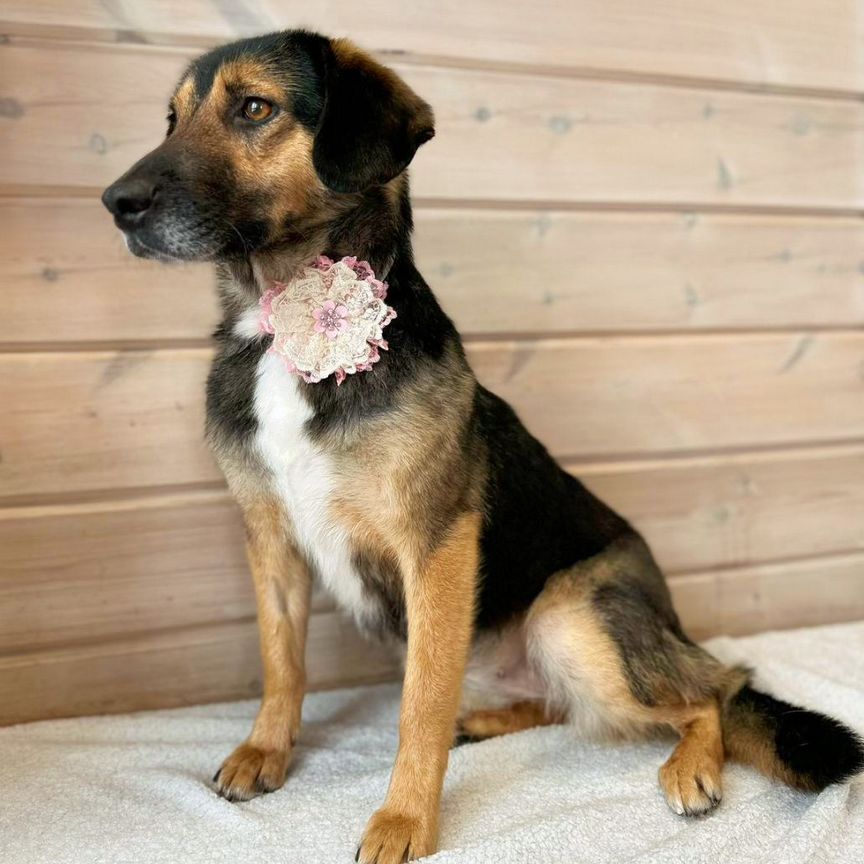 Надо найти Найде дом