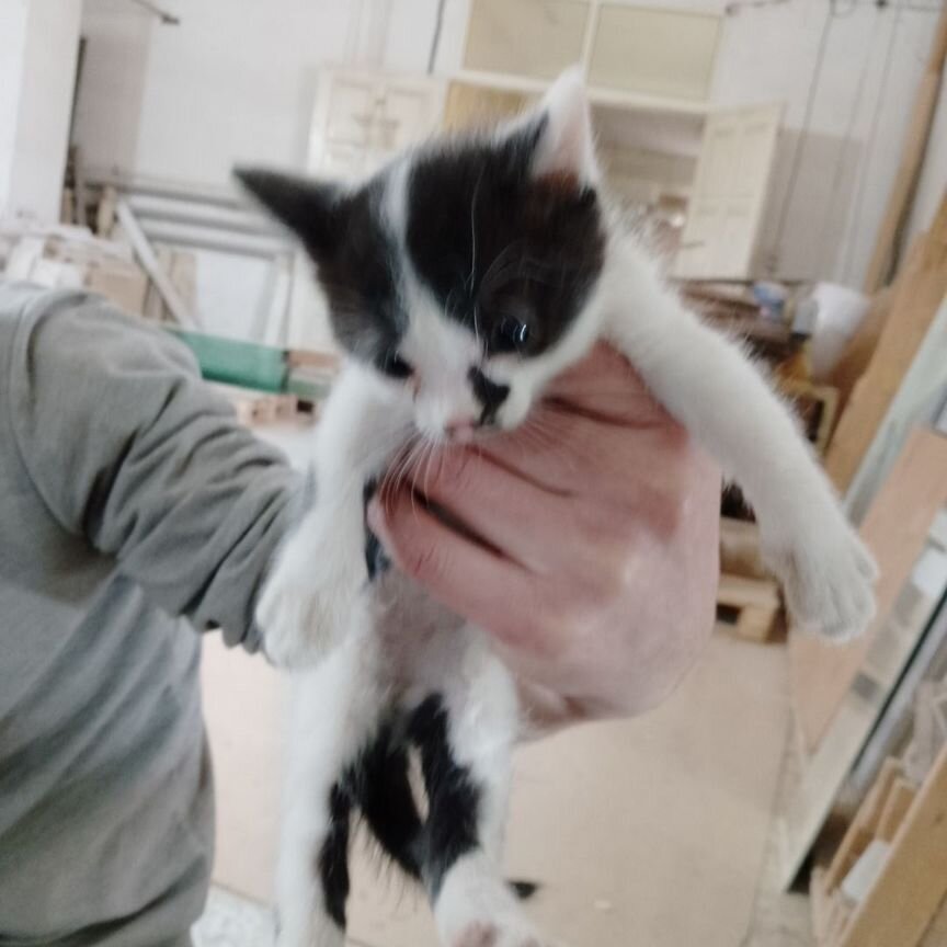 Отдам в добрые руки котят две девочки