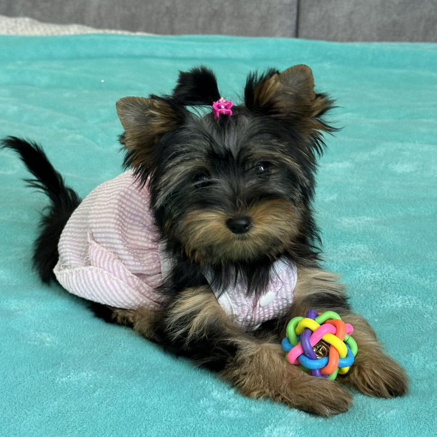 Йоркширский терьер