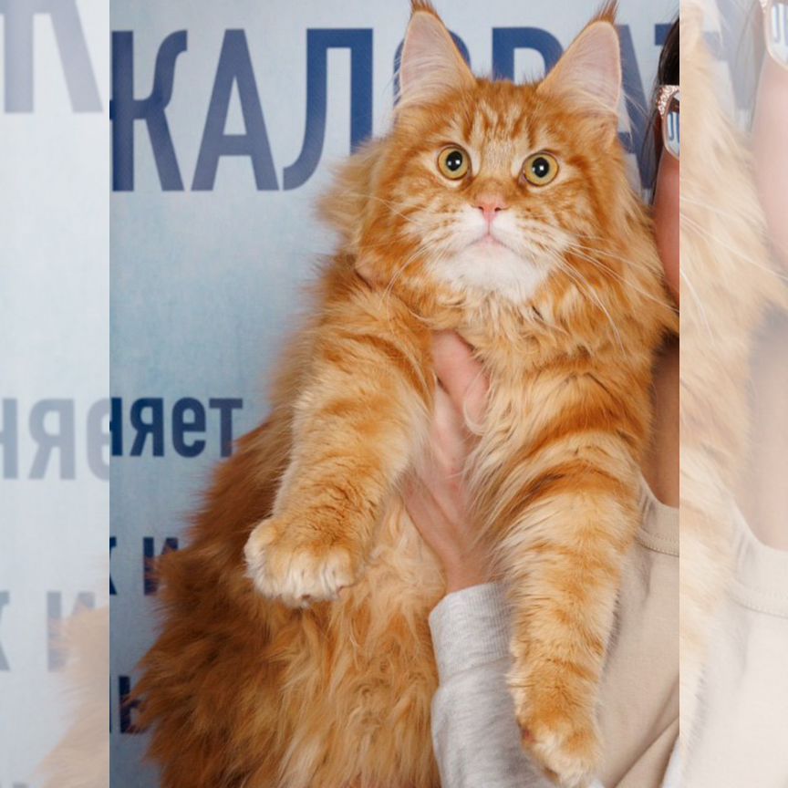 Мейн-кун котёнок