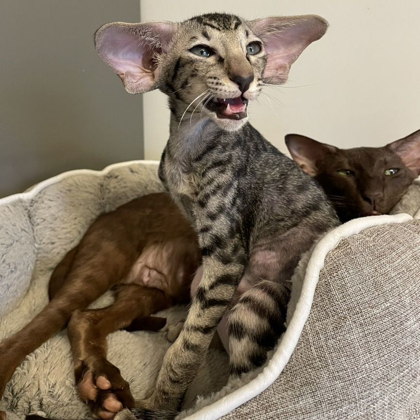 Ориентальный котёнок