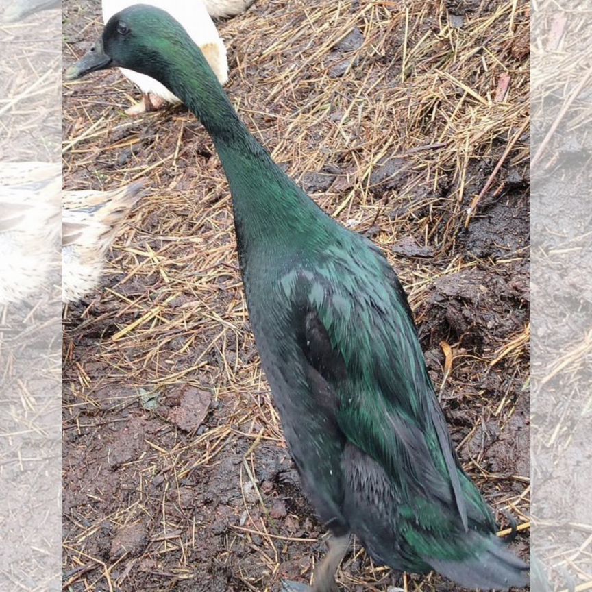 Индийский бегунок селезень