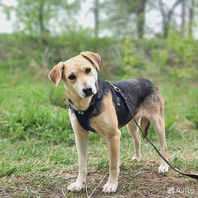 Лада ищет дом (собака из приюта)