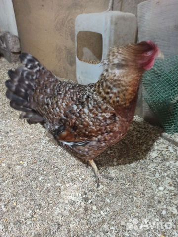 Курица наседка