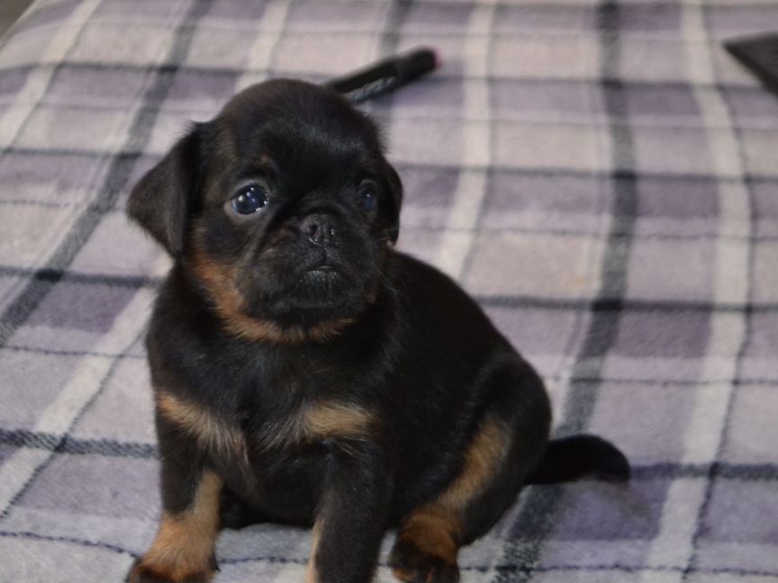 Щенок пти брабансона