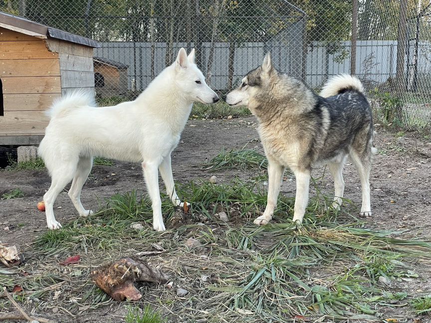 Волэнд, Западносибирская лайка