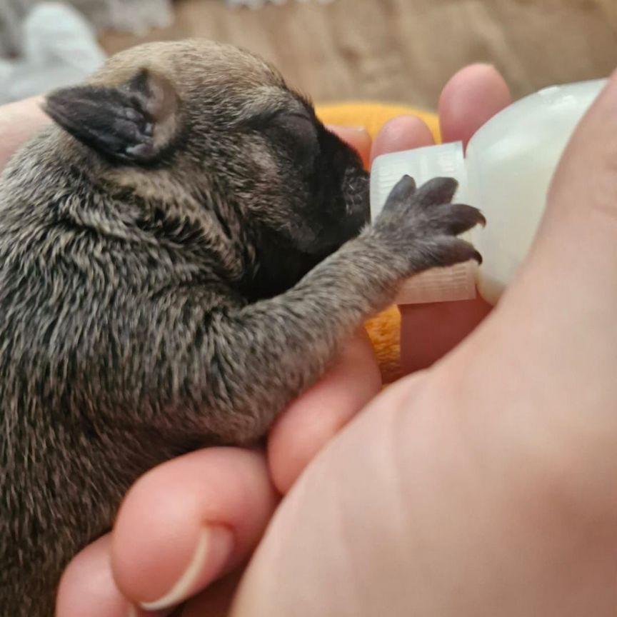 В добрые руки щеночек