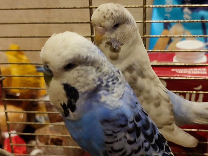 Волнистый попугай ввп чех