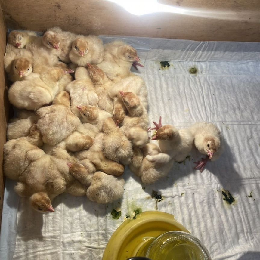 Индюшата биг 6