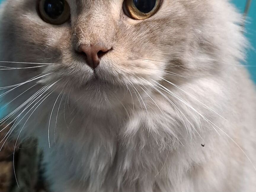 Персидский кот