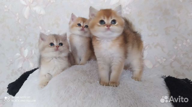 Британские золотые шиншилла