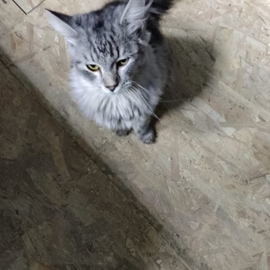 Мейн-кун пол года