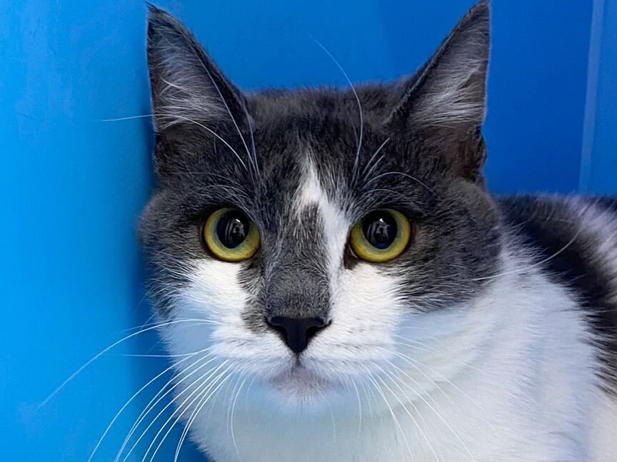 Плюшевый котенок ищет семью