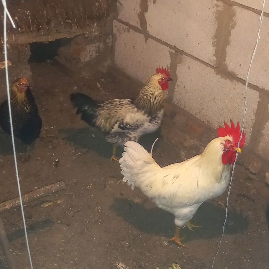 Молодые петухи