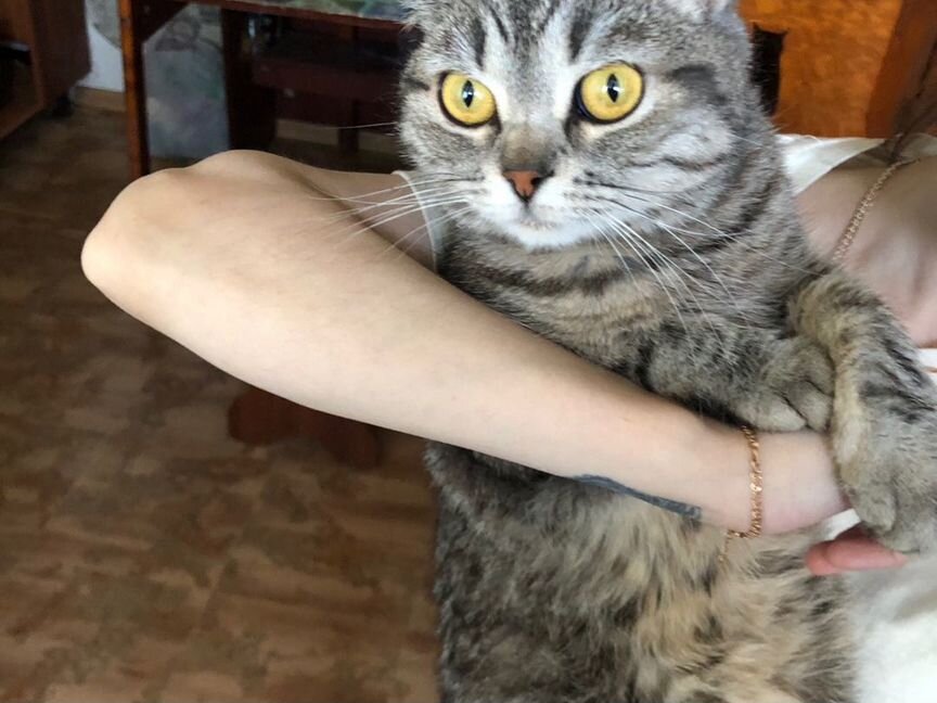 Кошка британец