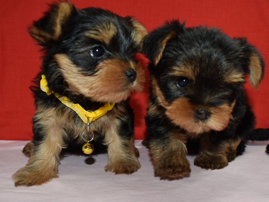 Щенки йоршерского терьера