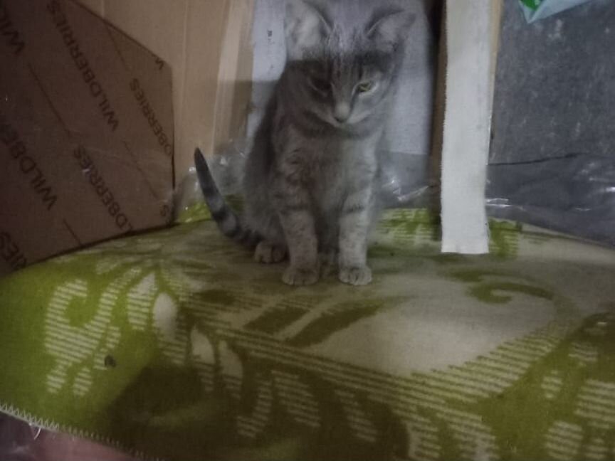 Бездомная малышка замерзает