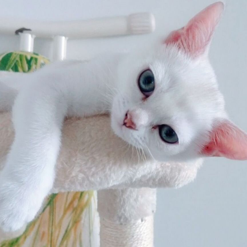 Котёнок бурмилла