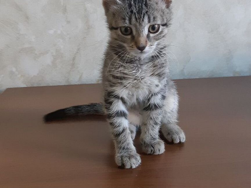 Котята мальчики, очень дружные