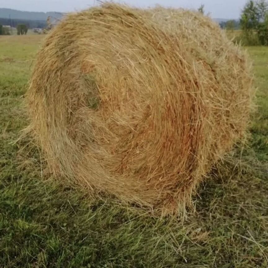 Сено в рулонах