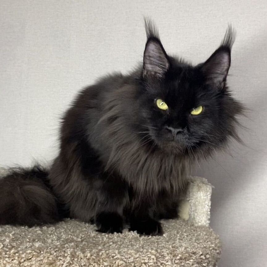 Мейн-кун котёнок