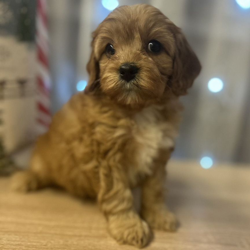 Кавапу, щенок