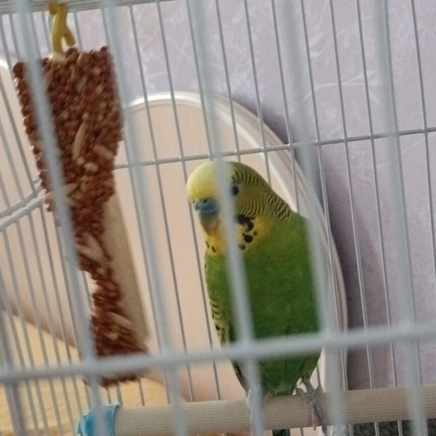 Волнистый попугай