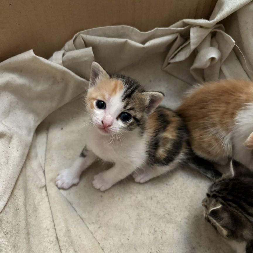 Котёнок в добрые руки