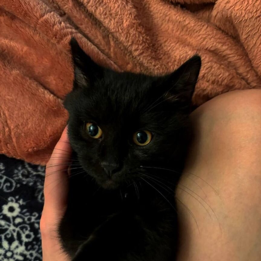 Котик