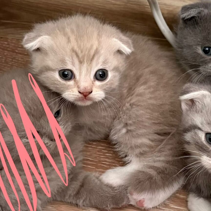 Шотландский вислоухий короткошёрстный котёнок
