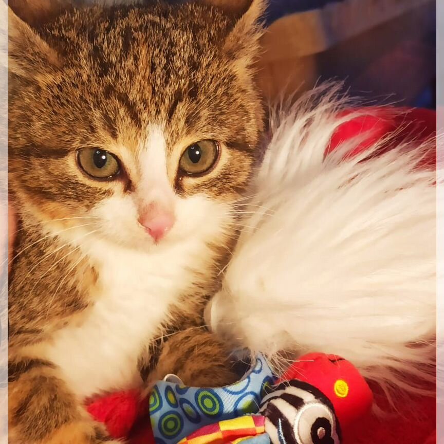 Котёнок в добрые руки