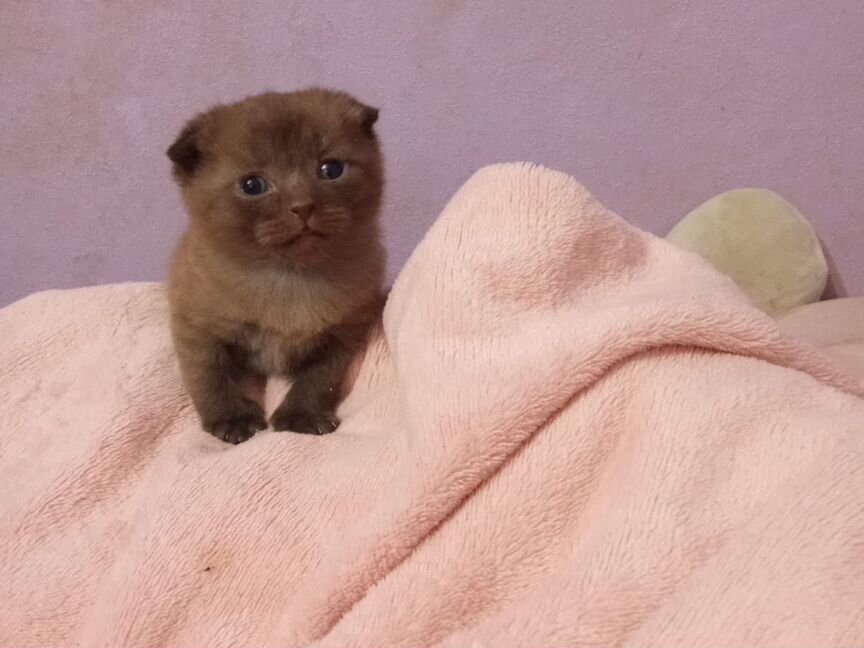 Новогодние плюшевые медвежата