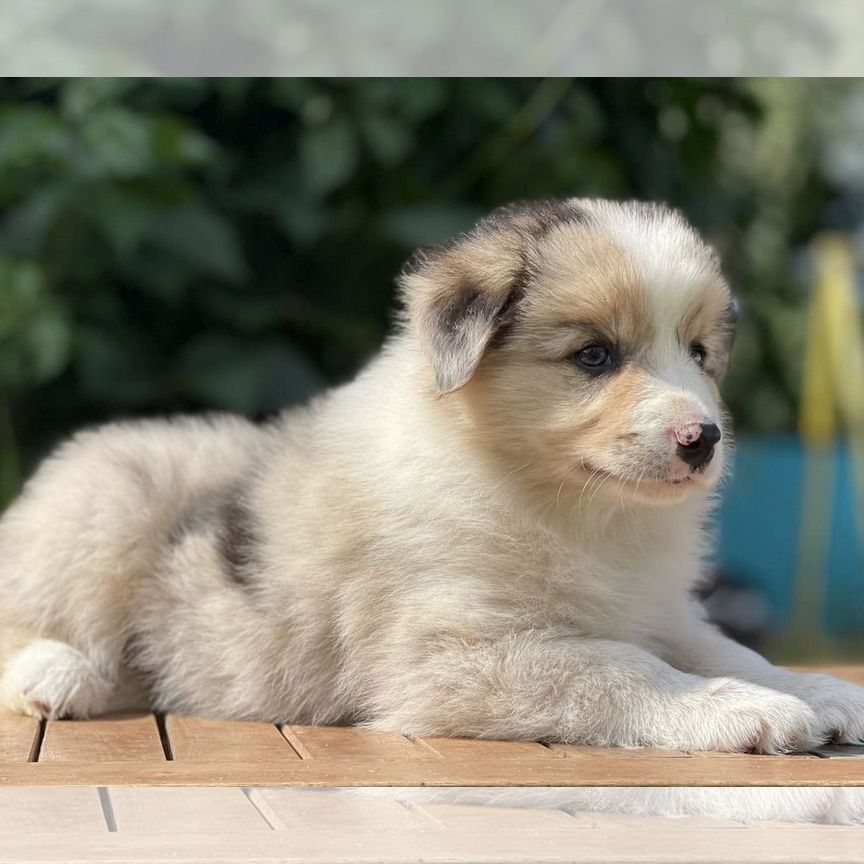 Мальчик бордер колли