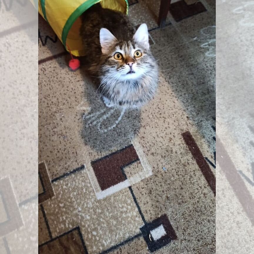 Котик Мартин ищет дом